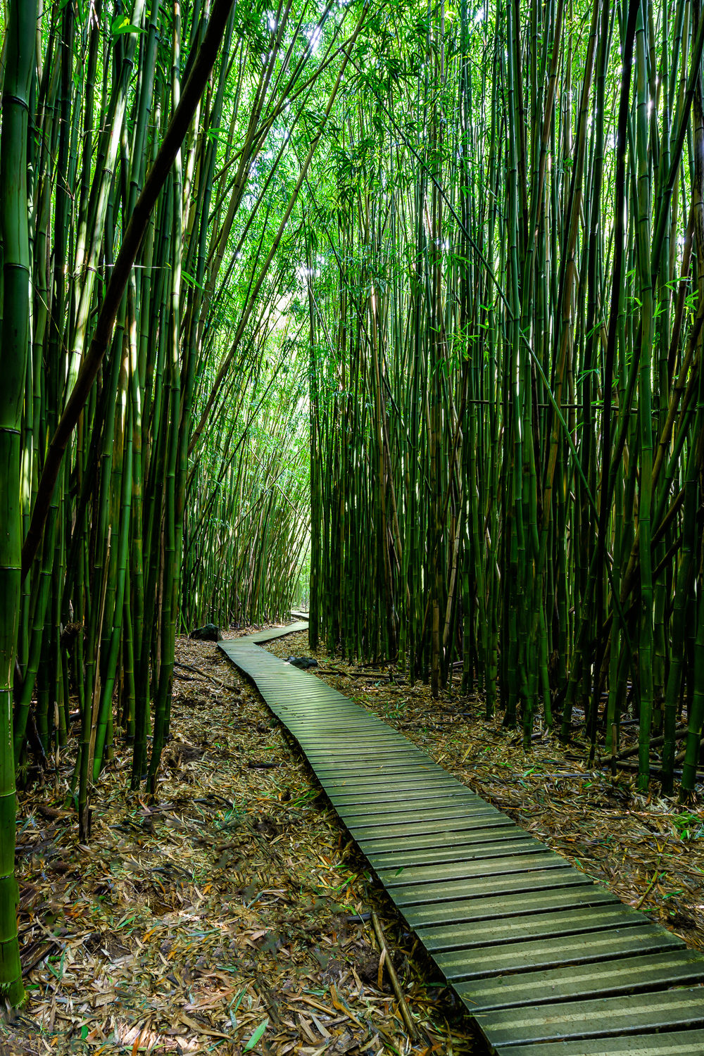 Walkway at the Bamboo Forest - T. Kahler Photography
