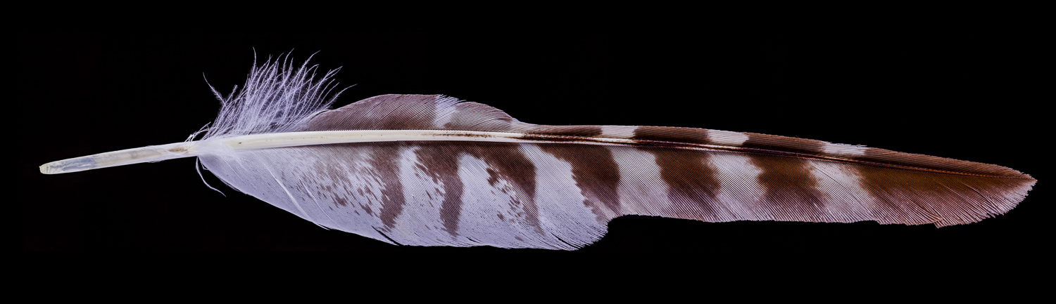 Hawk Feather Macro Panorama - T. Kahler Photography