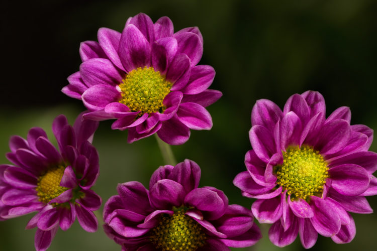 Purple Mums - T. Kahler Photography