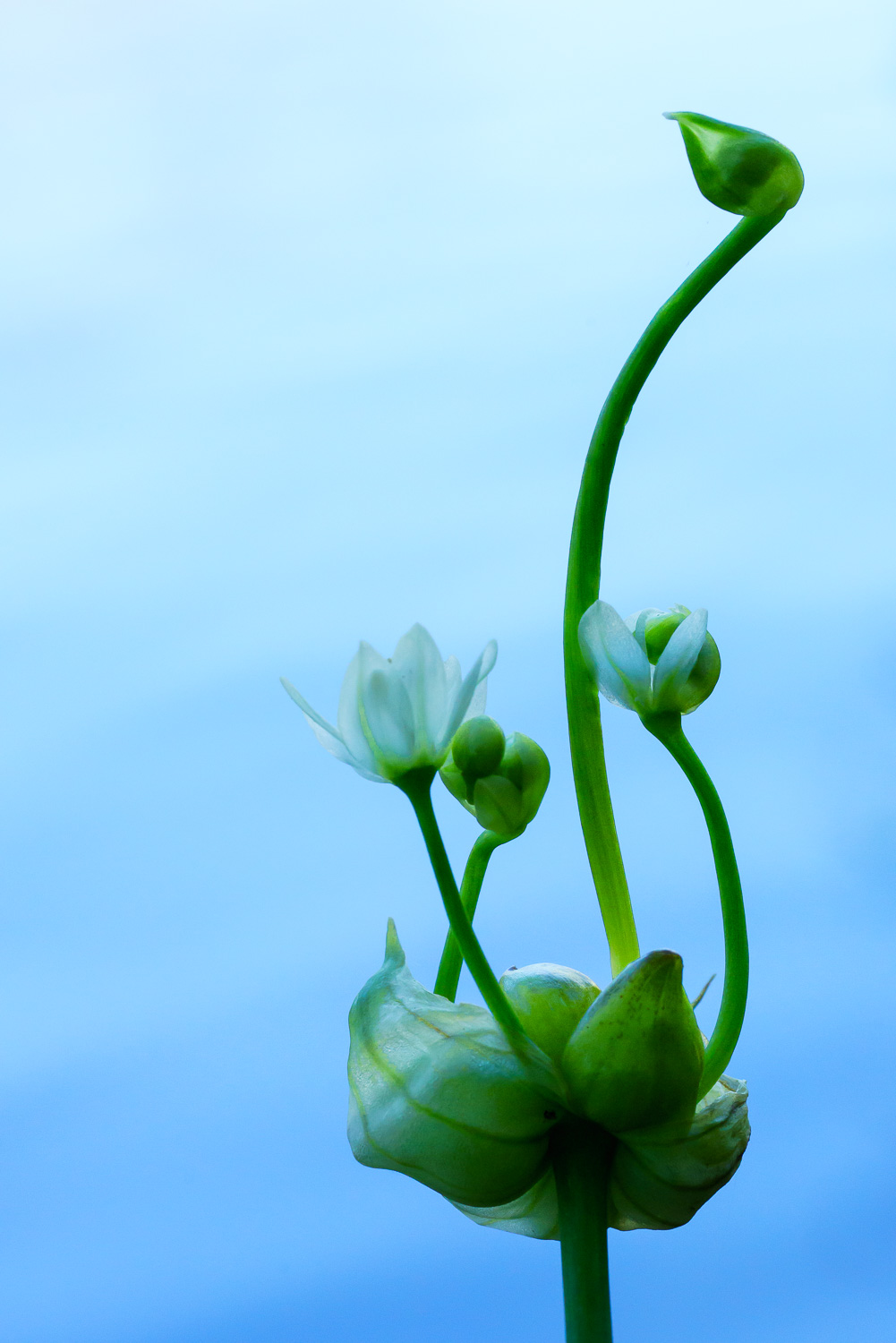 Wild Onion - T. Kahler Photography