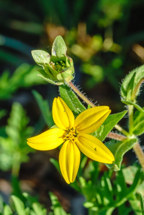 Texas Star - LBJ WFC - T. Kahler Photography