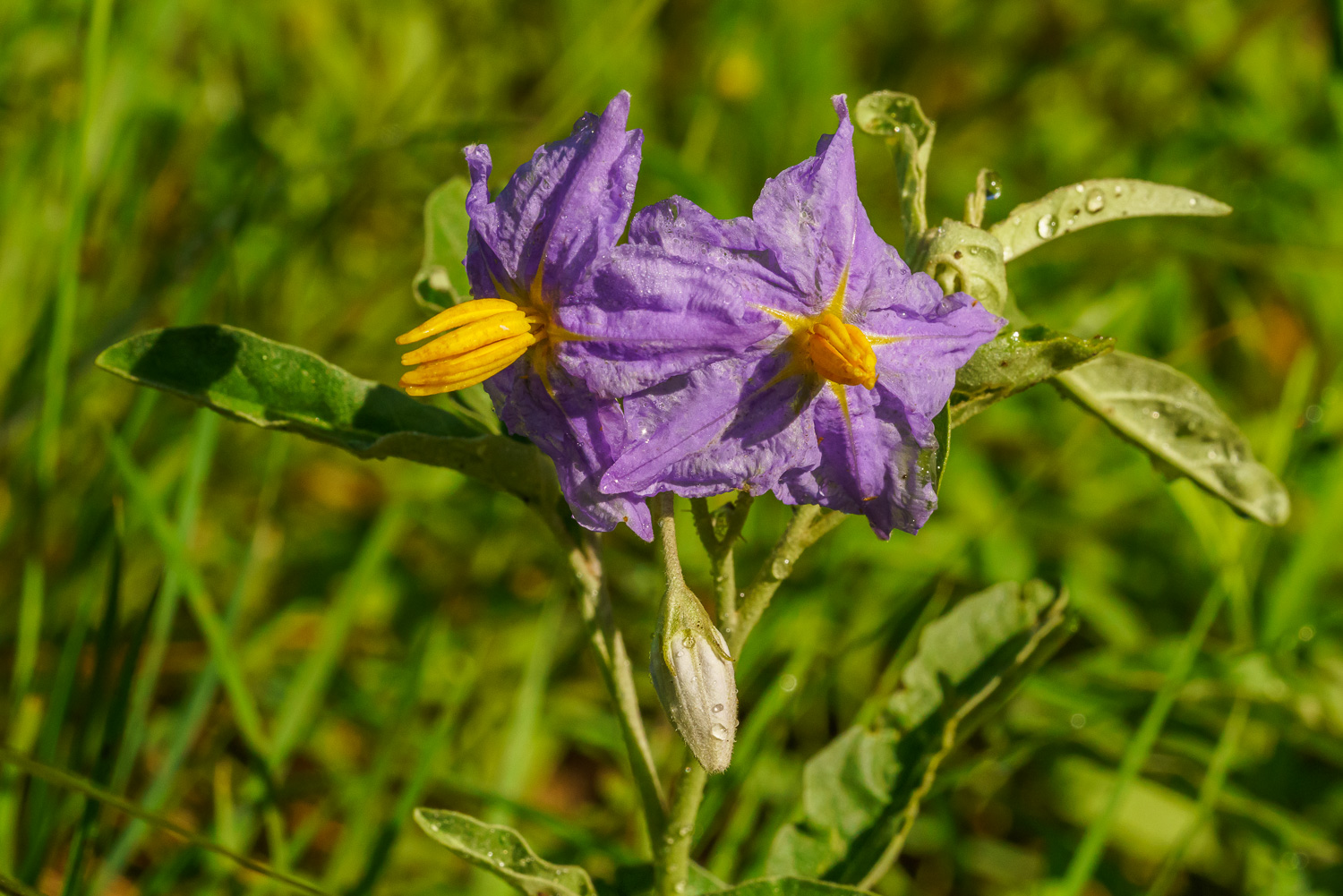 Western Horse-Nettle - T. Kahler Photography