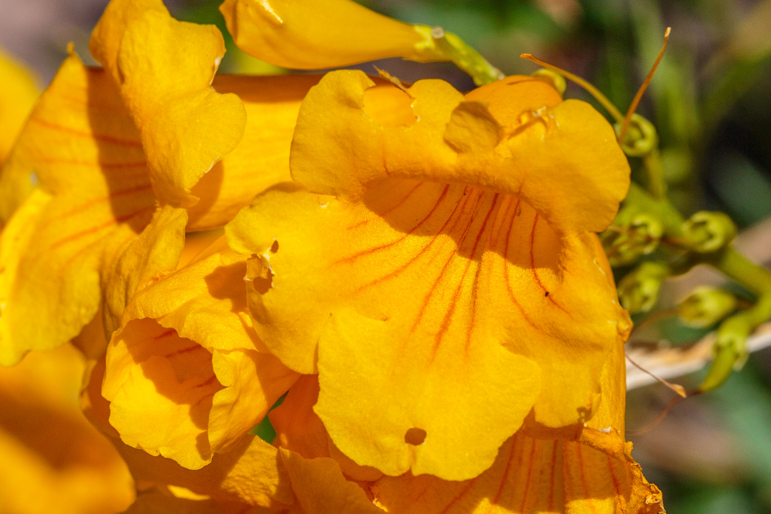 Yellow Bells - T. Kahler Photography