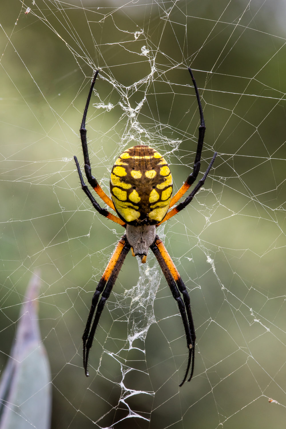 Yellow Garden Spider - T. Kahler Photography