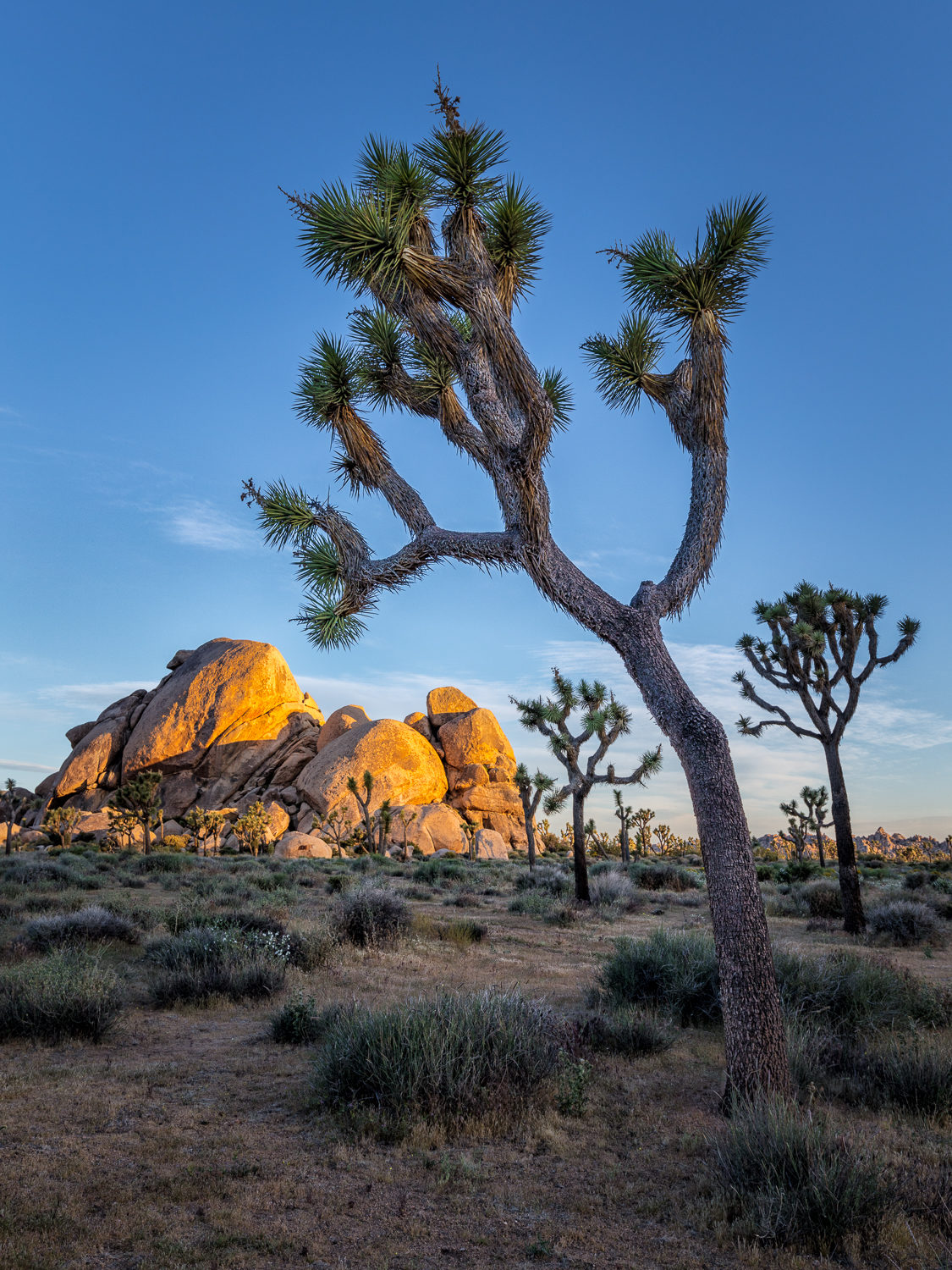 Joshua Tree NP - T. Kahler Photography