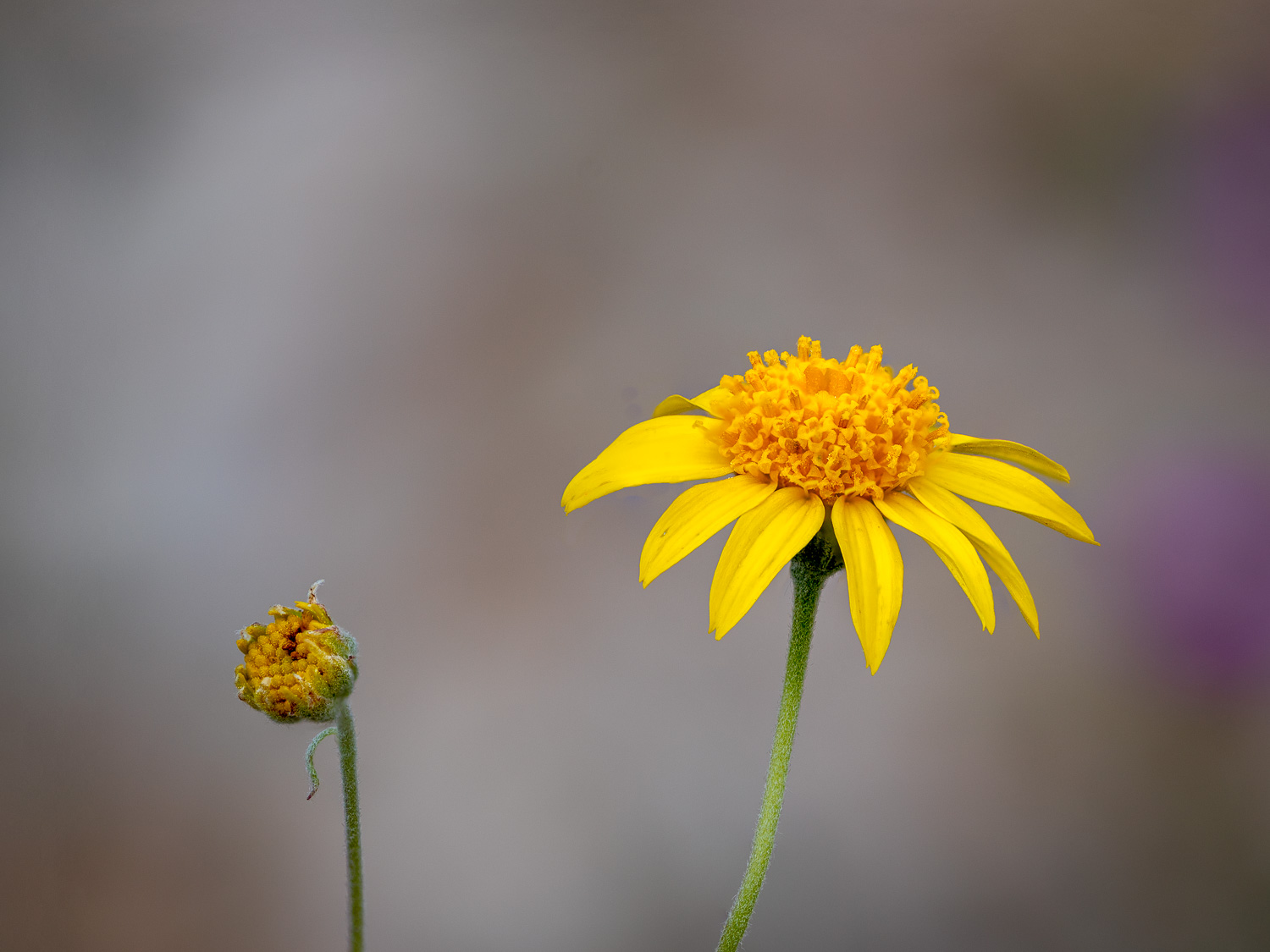 Gray Golden Aster - T. Kahler Photography